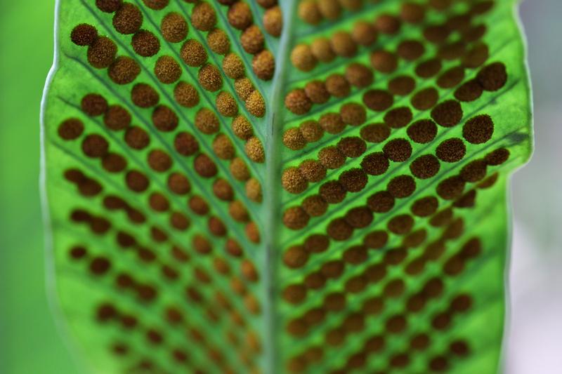 Brown insect eggs on green leaf