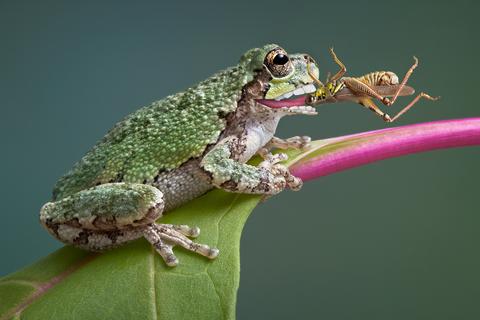 Grey tree frog eating grasshopper