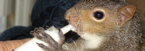 Caring for orphaned animals