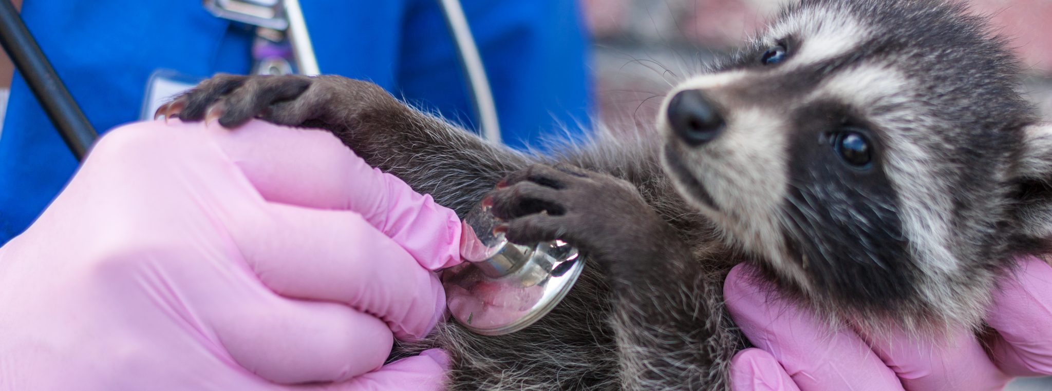 Vaccinating and healing sick animals — Animal Ethics