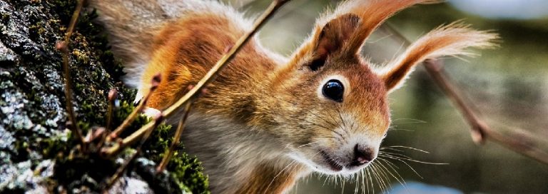 Introduction to wild animal suffering: A guide to the issues