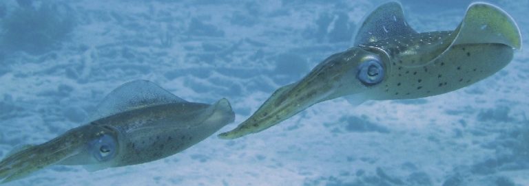 Invertebrate sentience: A review of the neuroscientific literature ...