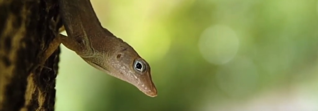 Announcing the first video of an online course on wild animal suffering