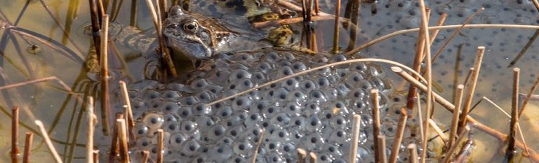 Population dynamics and animal suffering