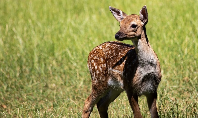 Remembering Priscilla Cohn’s work for wild animals — Animal Ethics