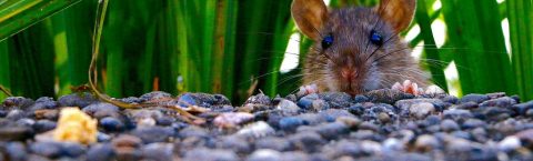 Psychological stress in wild animals