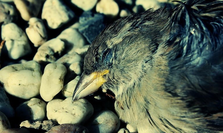 Publications about wild animal suffering - Animal Ethics