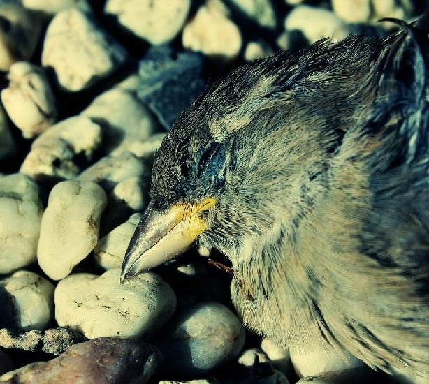 Publications about wild animal suffering