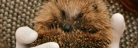 Rescuing trapped and injured animals — Animal Ethics