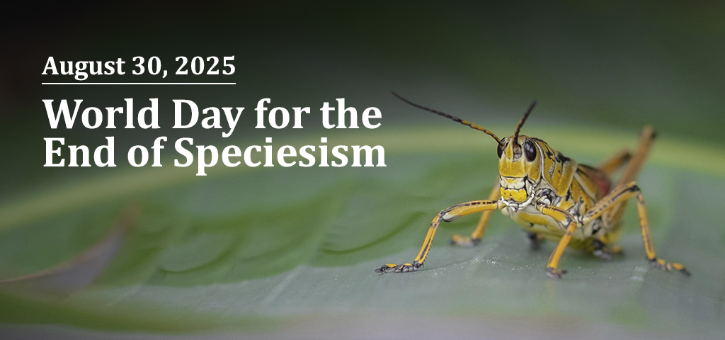 Rethinking our relationship with insects