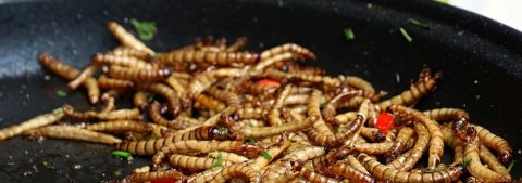 The use of insects for food
