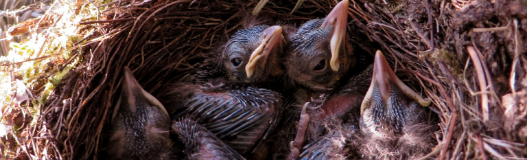 Por qué es importante el sufrimiento de los animales en la naturaleza