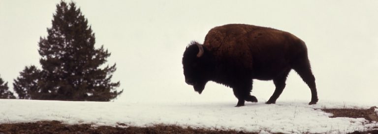 Why wild animal suffering matters bibliography