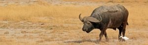 Los animales en la naturaleza pueden ser dañados al igual que los ...